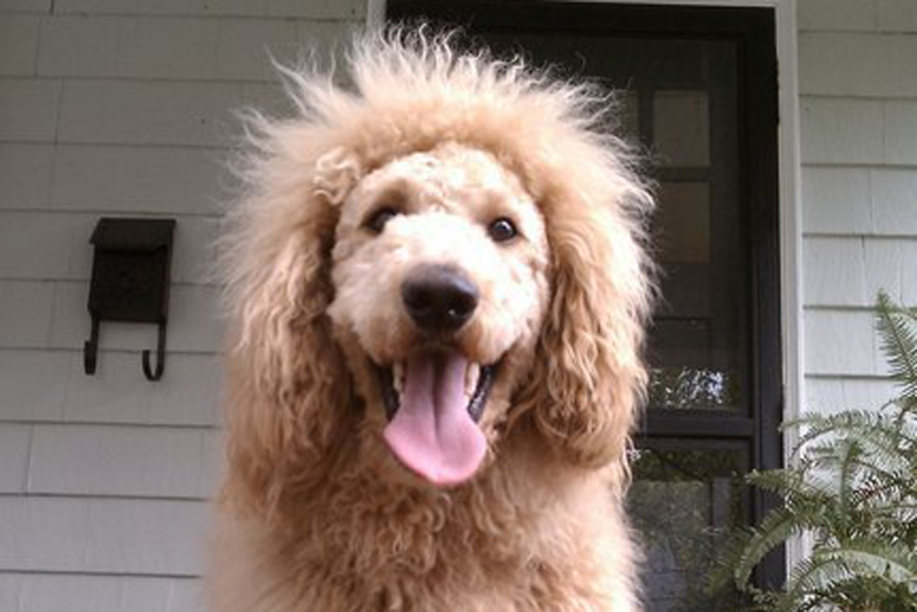 'Charles the Monarch' dog mistaken for baby lion in 911 call (VIDEO ...