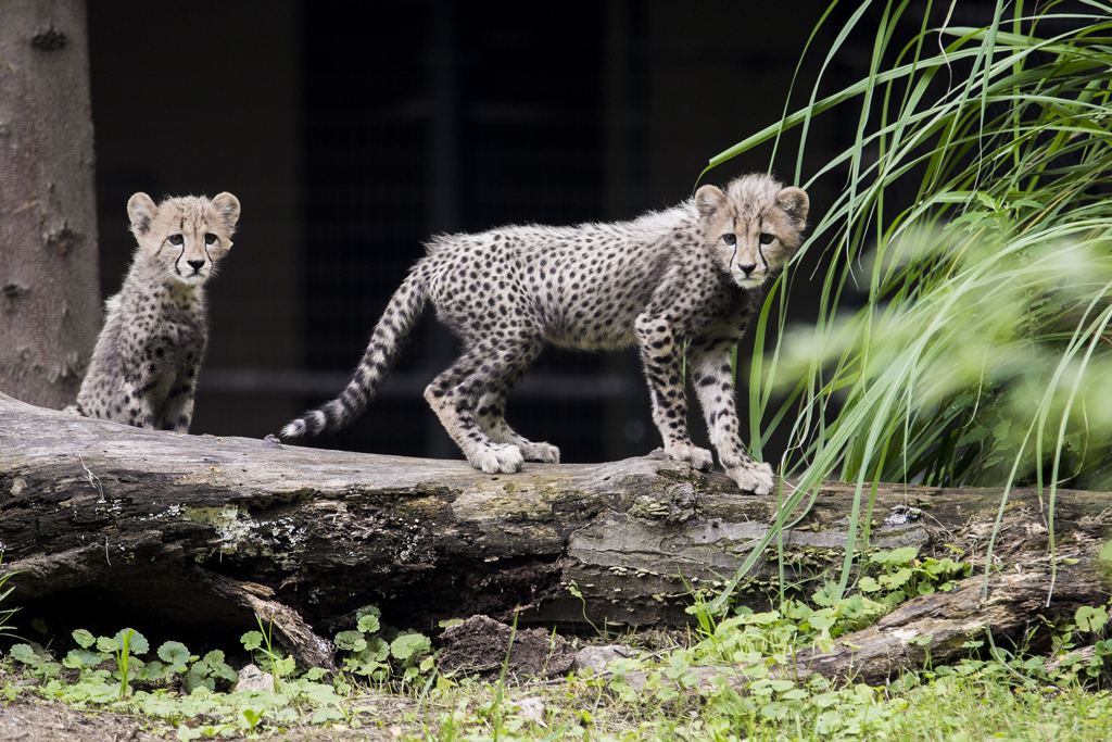 Cheetah cubs debut at National Zoo (VIDEO) - The World from PRX