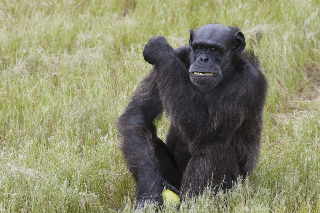 Chimpanzees attack American student Andrew Oberle at South Africa's ...