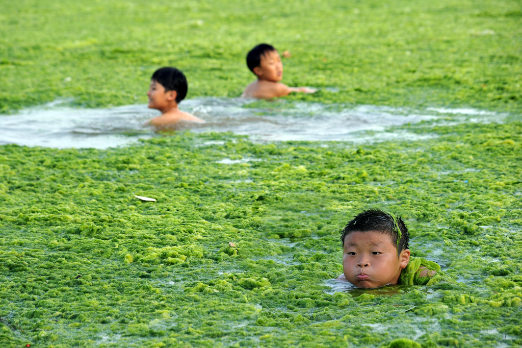 The Blob Attacks: Algae Bloom Blankets China's Yellow Sea - The World ...