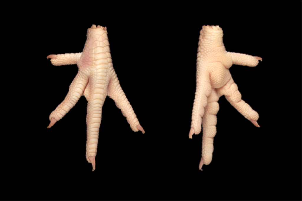 US-China trade war: ongoing chicken spat - The World from PRX