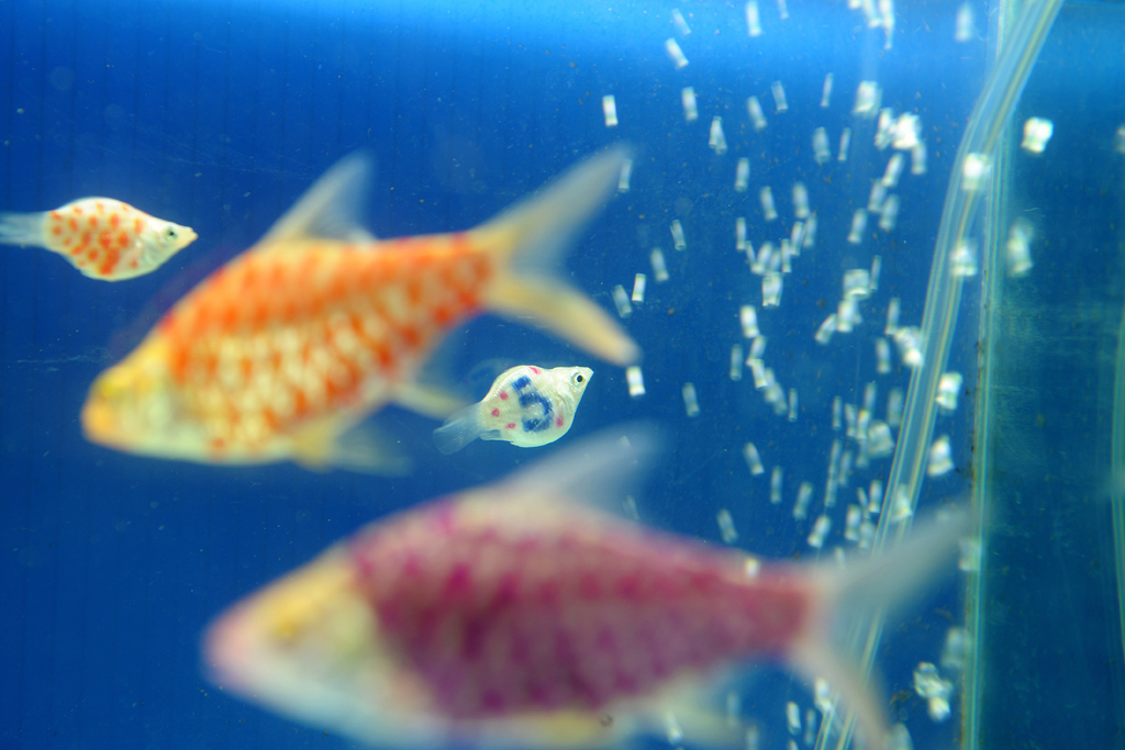 China's latest fashion trend is small and cute. It's also alive. - The ...