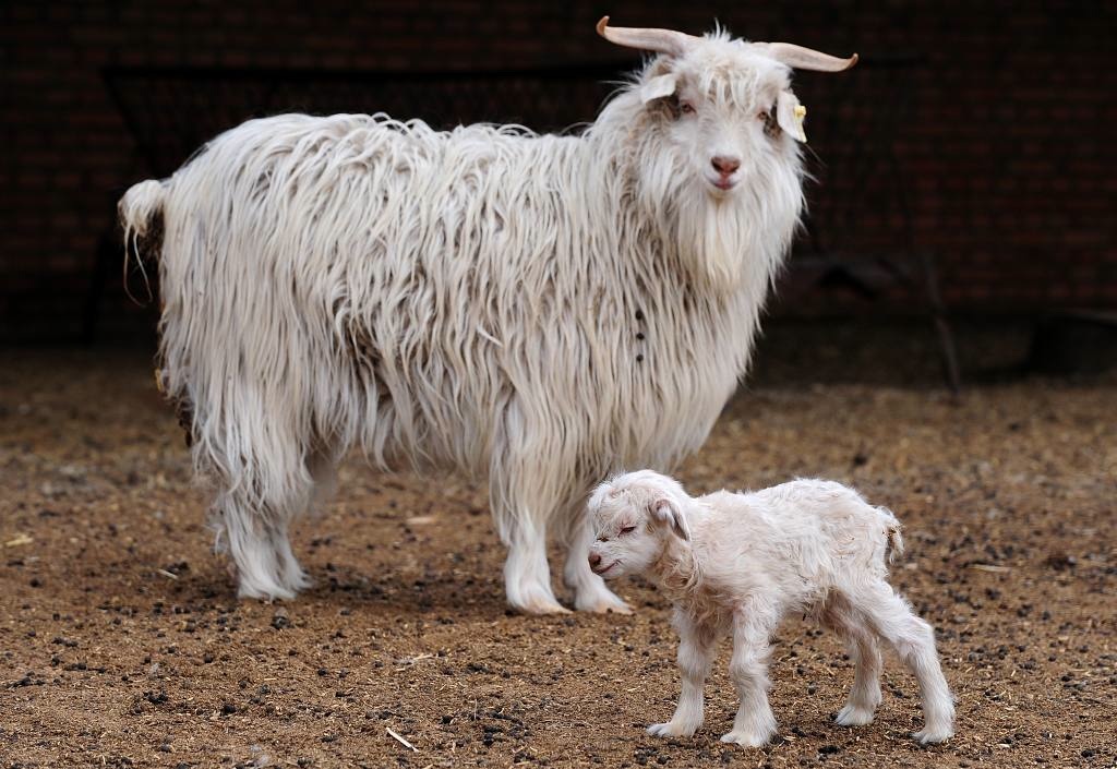 China inserting human stem cells in goats - The World from PRX