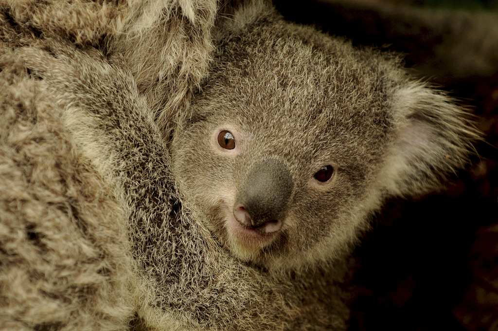 "Braised Koala" on the menu at restaurant in southern China - The World ...