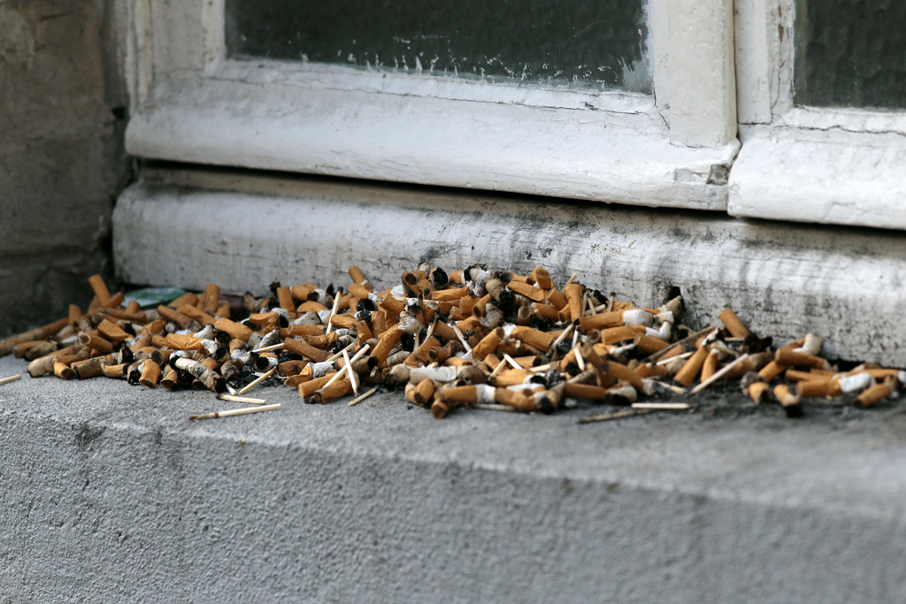 Birds use cigarettes to snuff out parasites - The World from PRX