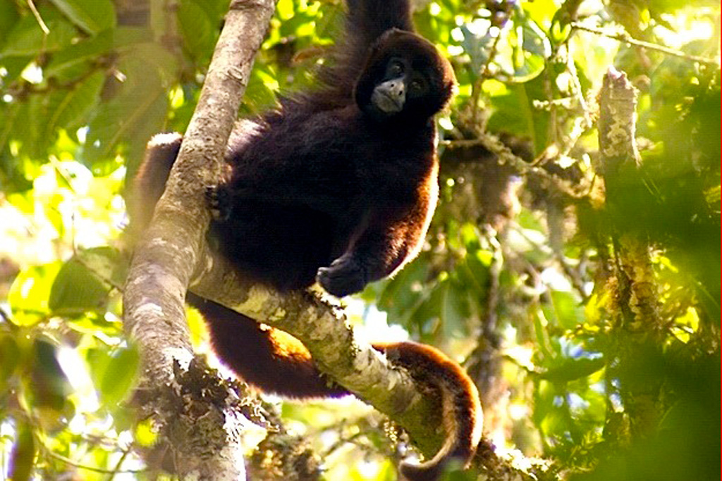 The yellow-tailed woolly monkey: Peru’s charismatic, endangered primate ...