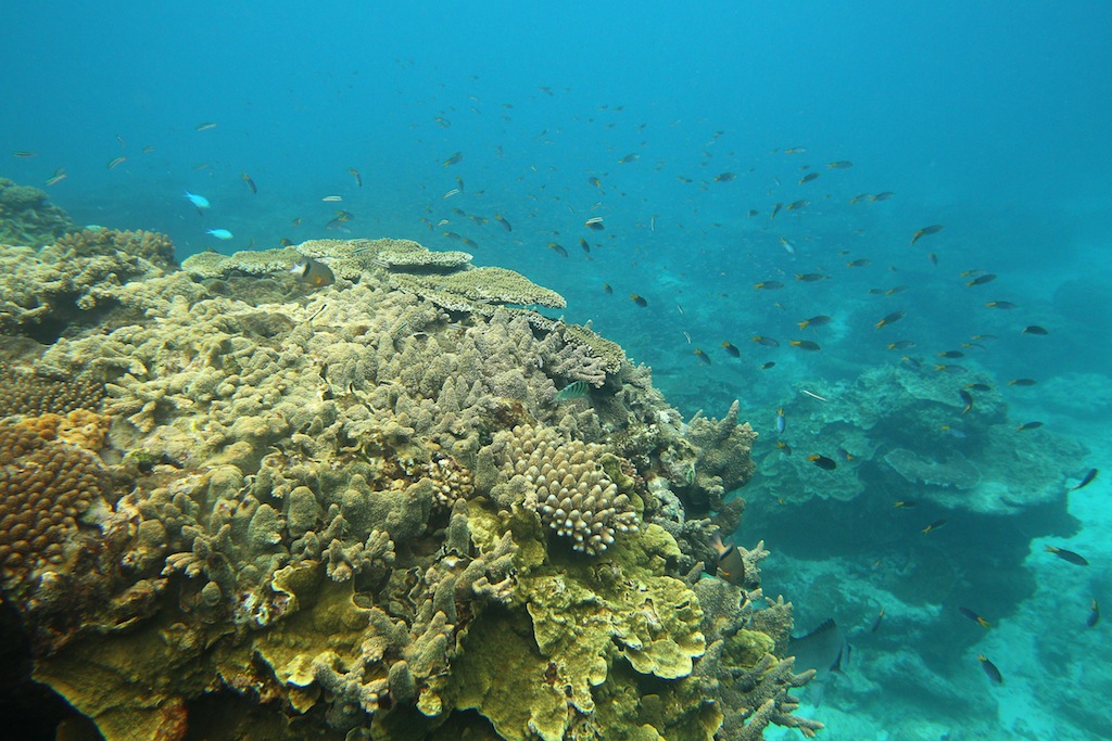 Brazil lost 80 percent of coral reef in 50 years - The World from PRX