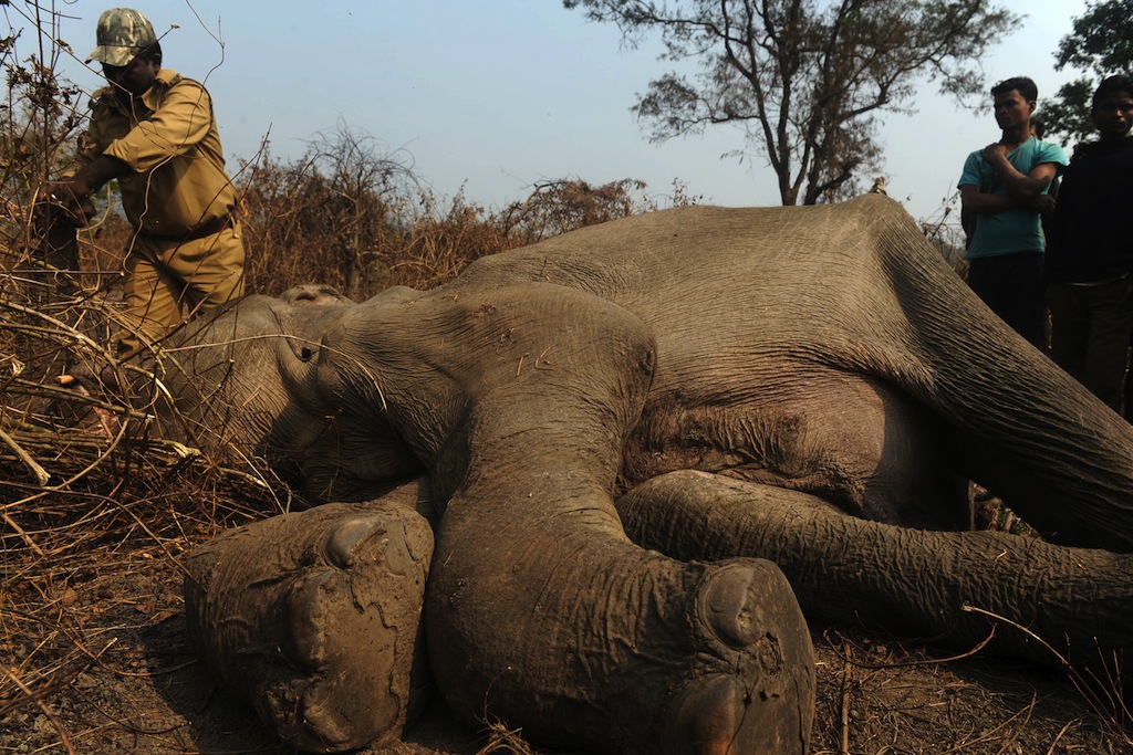 Google ivory ads encourage people to kill elephants, activists say ...