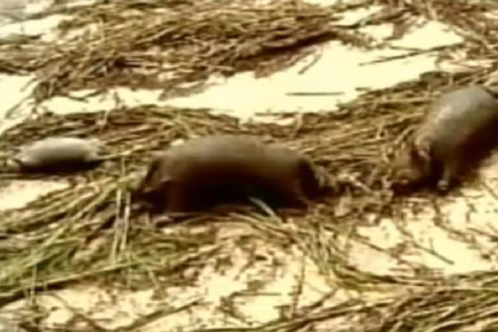 Rats! Dead rats washing up in Mississippi after Hurricane Isaac (VIDEO ...