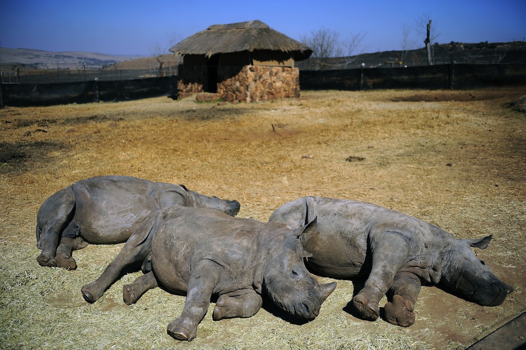 Experimental treatment for saving rhinos - The World from PRX