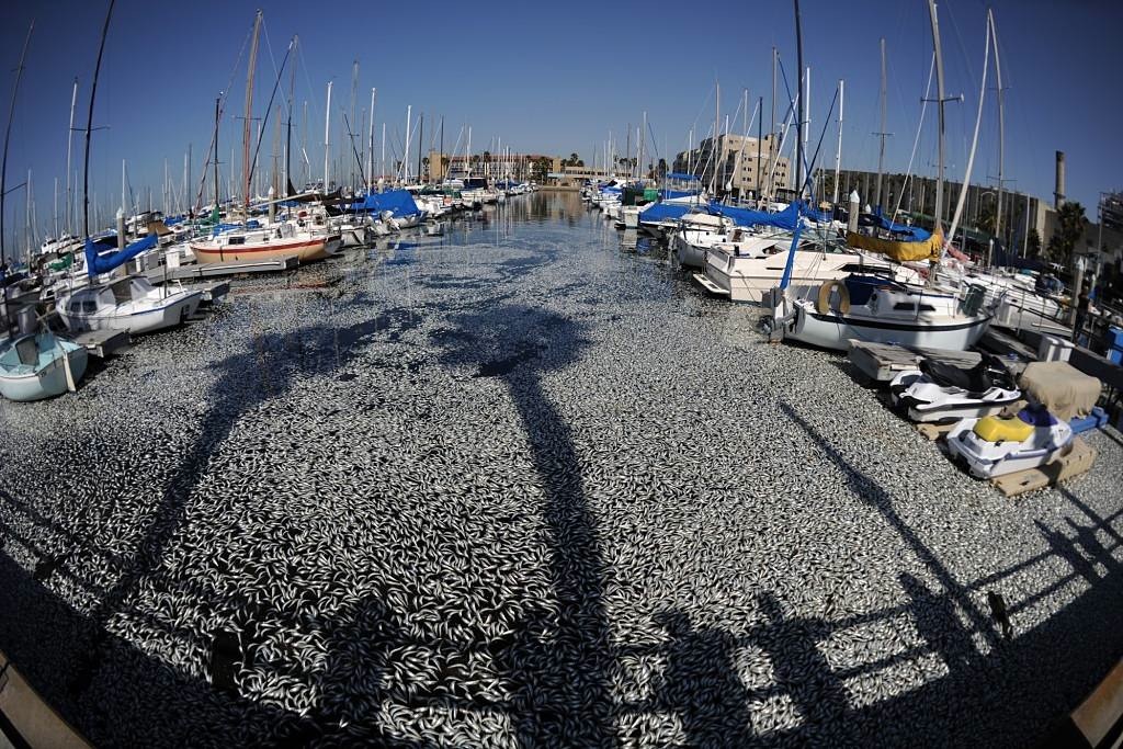 "Shocking" deterioration of oceans is leading to mass extinction of ...