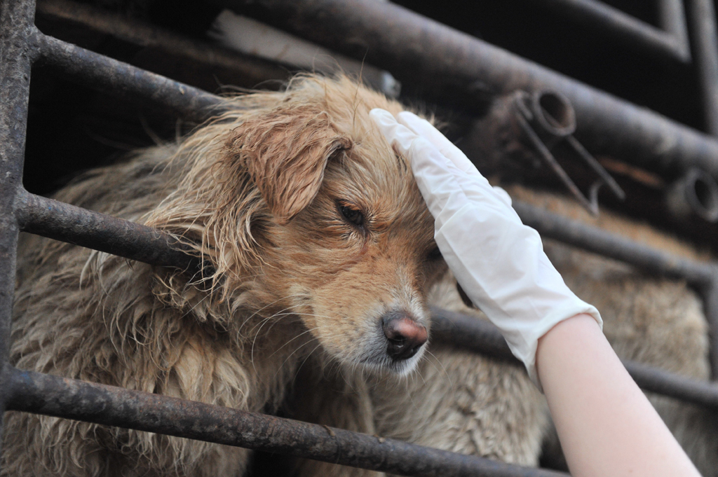 What's wrong with eating dog meat? - The World from PRX