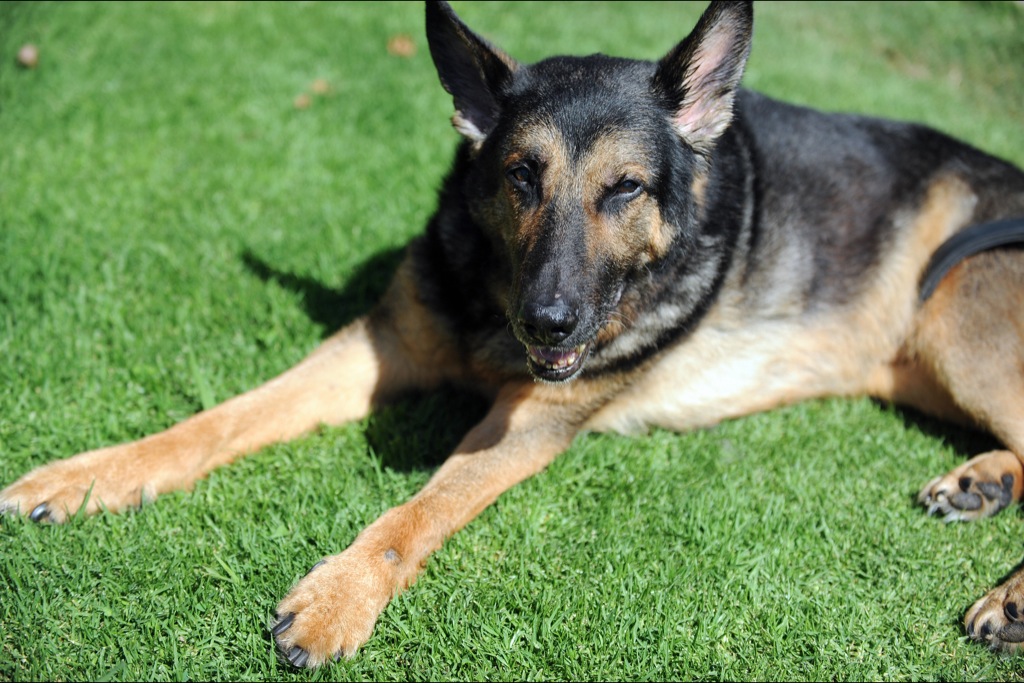 Dog sits by his master’s grave for six years - The World from PRX