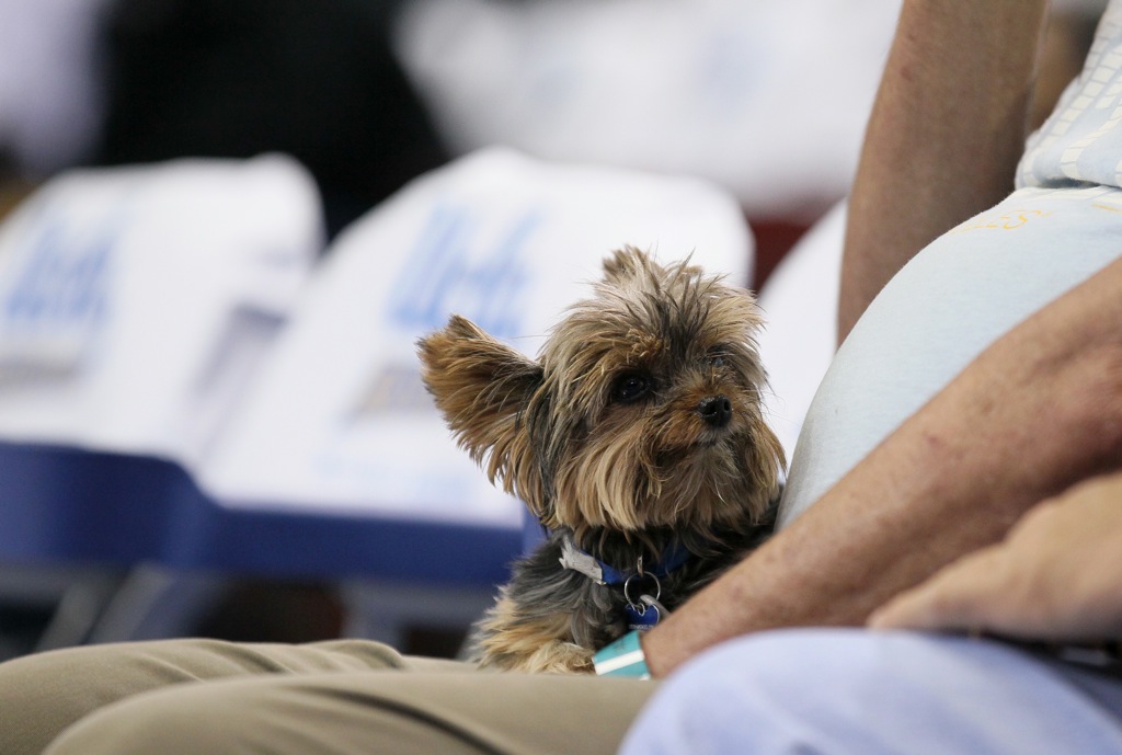 False 'dog meat' CBS report sparks criticism - The World from PRX