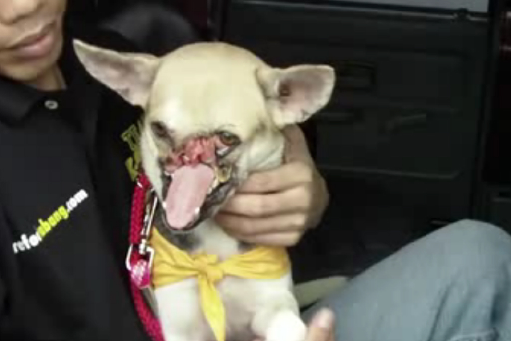 Snoutless hero dog Kabang beats cancer, ready for cosmetic surgery ...