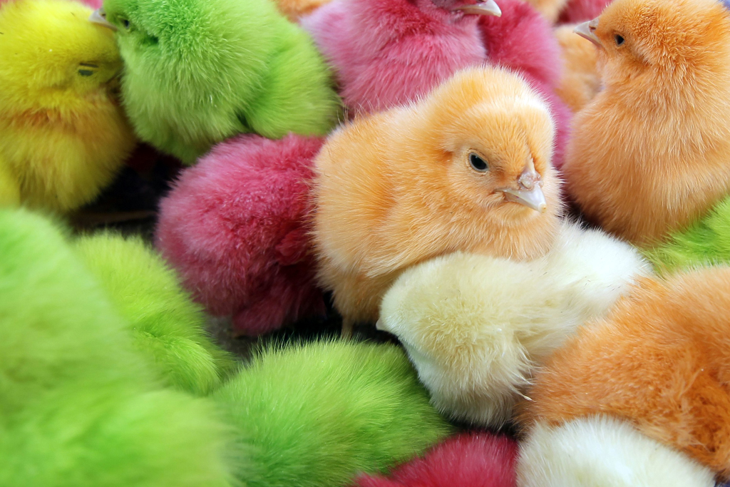 Easter: Animal rights groups protest dyeing chicks (VIDEO) - The World ...