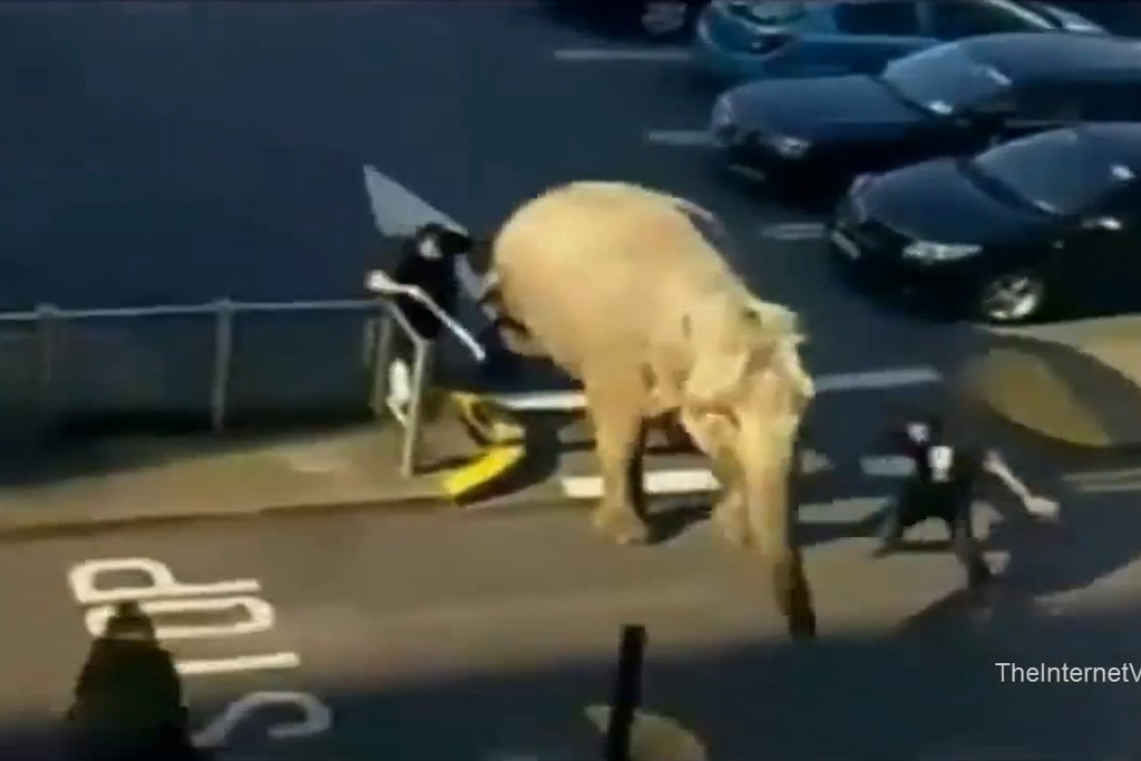 VIDEO: Ireland: Elephant escapes bath in circus - The World from PRX