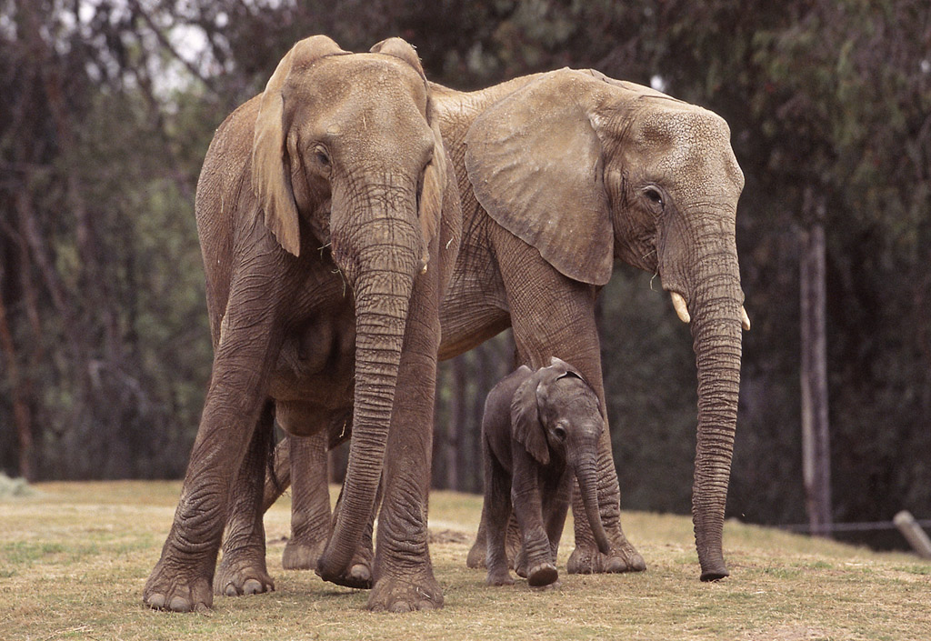 San Diego elephant fatally attacked by another elephant, autopsy shows ...