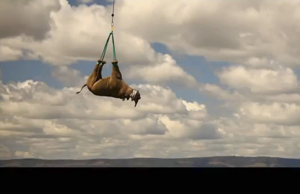 "Flying rhino" video shows dramatic black rhino relocation in South ...
