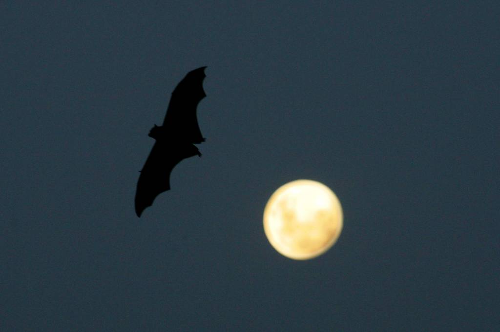 Australian lawmaker says it's time to bomb bats carrying lethal Hendra ...
