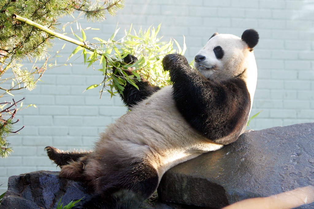Was $66,000 too much to spend on a party for giant pandas? - The World ...