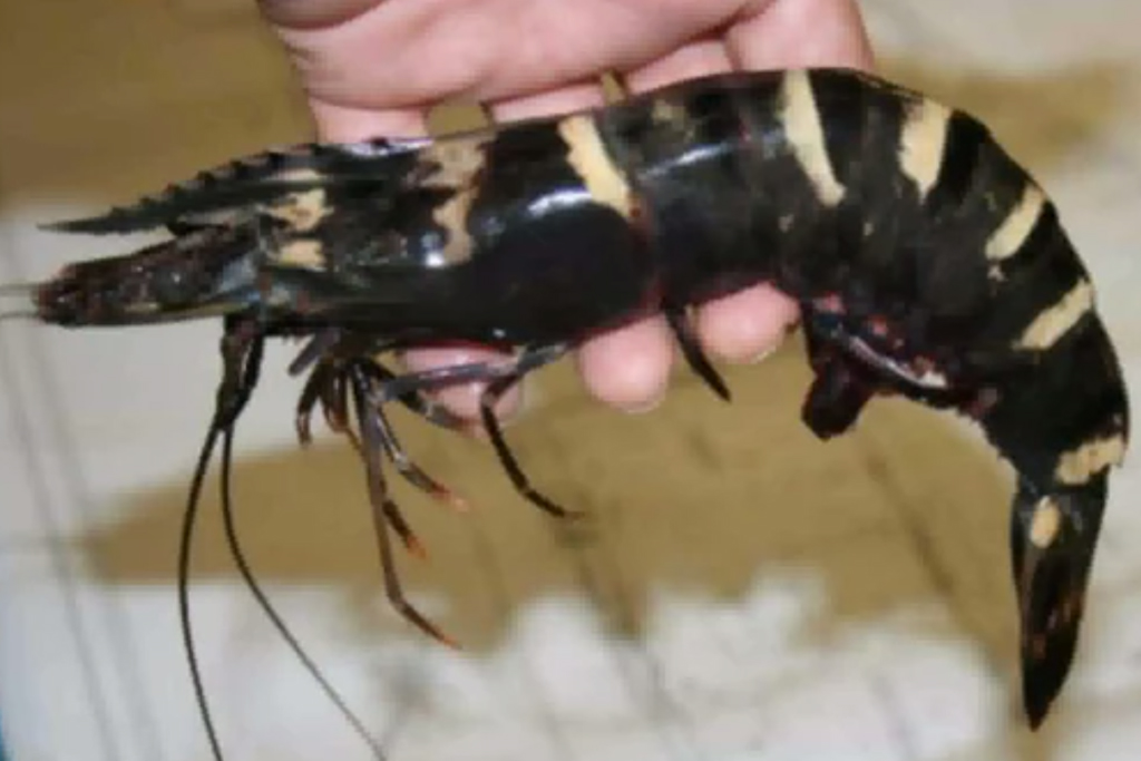 Giant shrimp invade US coastal waters - The World from PRX