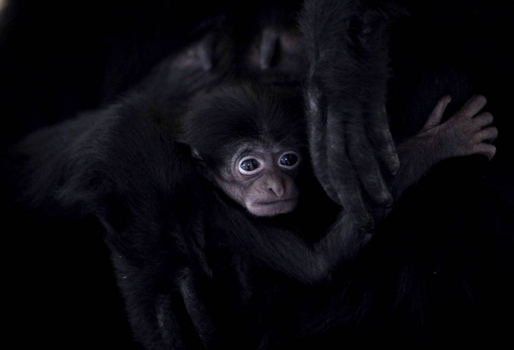 Only viable population of rare gibbons found in Vietnam - The World ...