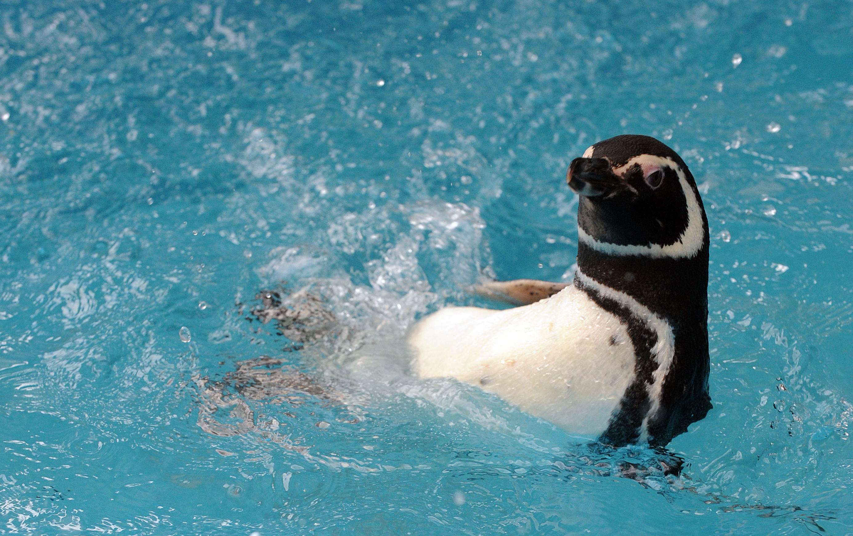 Penguin attacks Gingrich at St. Louis Zoo - The World from PRX