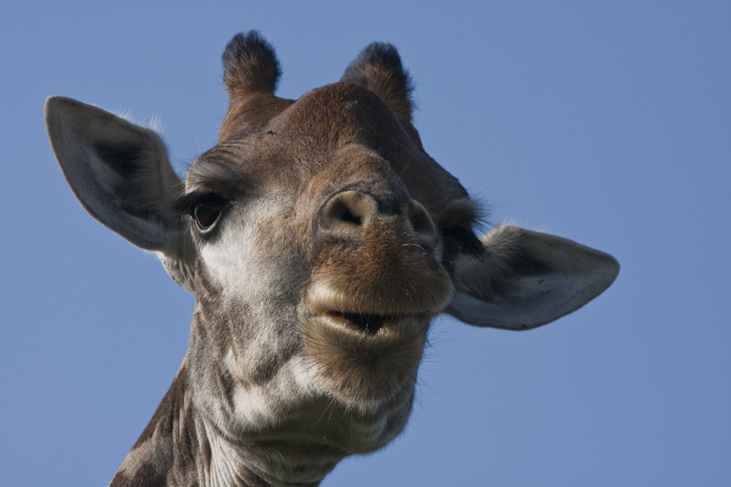 Giraffe electrocuted by power cables at South African game reserve ...