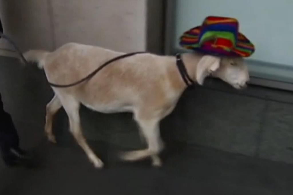 Goat found not guilty for eating flower in Australia (VIDEO) - The ...