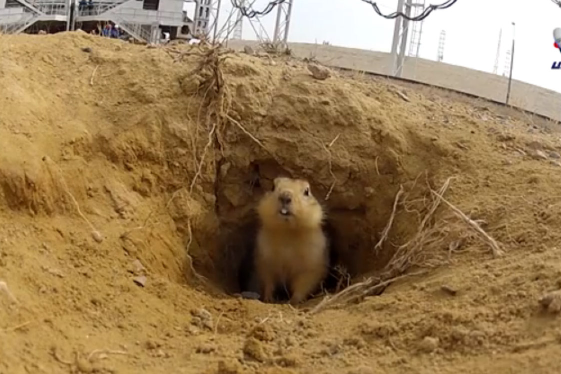 Gopher living near rocket launch pad becomes internet sensation (VIDEO ...