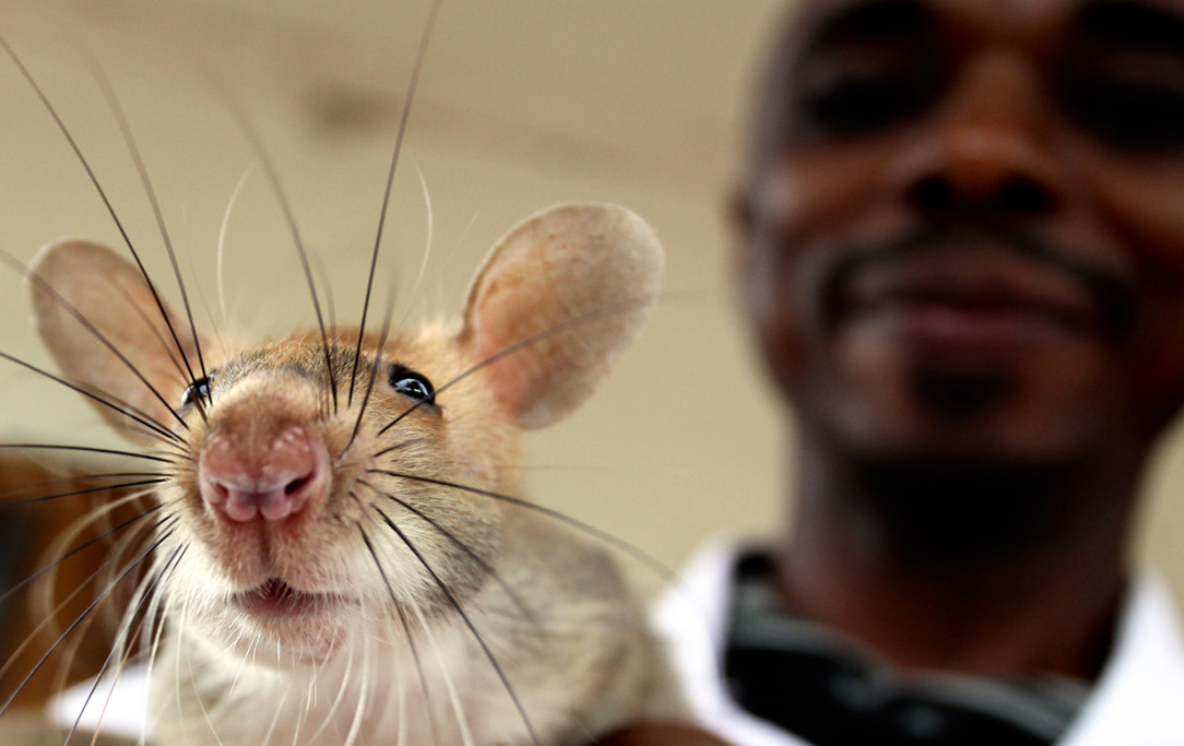 Using giant rats to detect TB - The World from PRX
