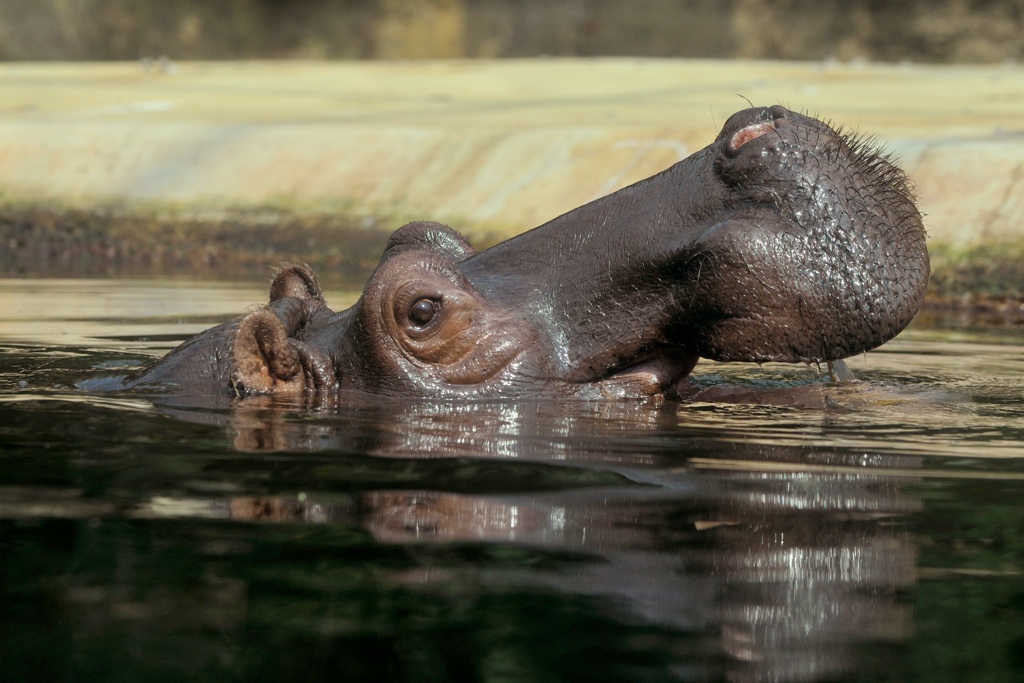 Hippos once owned by Colombian drug lord Pablo Escobar are on the run ...