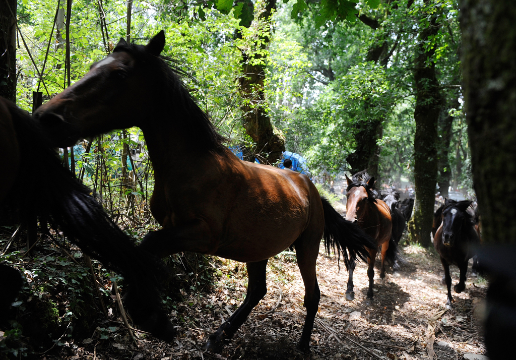 PETA attacks HBO show 'Luck' over horse deaths - The World from PRX