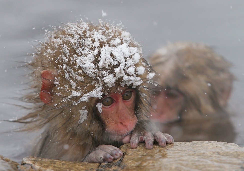 Ape feet found in 1 in 13 people - The World from PRX