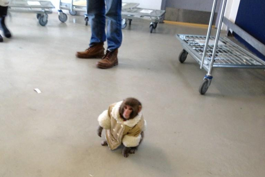 Ikea monkey owner vows to get Darwin back (VIDEO) - The World from PRX