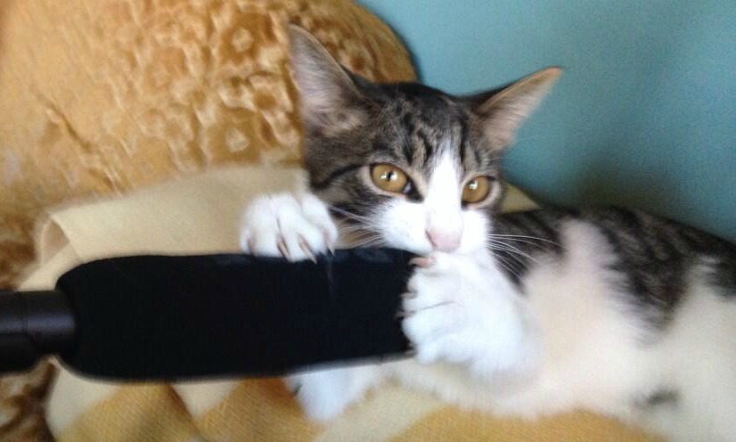 Charles Mingus toilet trained his cat. We put his method to the test ...