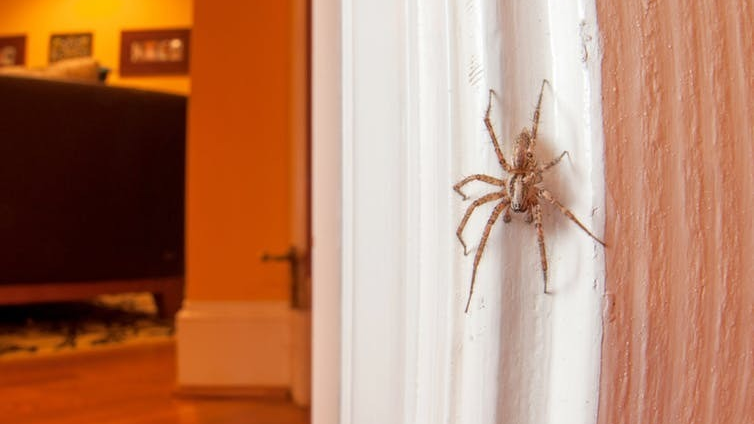 Should I kill spiders in my home? An entomologist explains why not ...