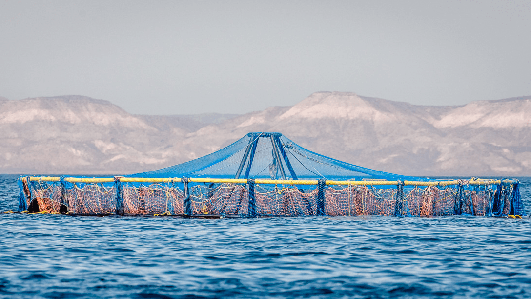 With no-fishing zones, Mexican fishermen restored the marine ecosystem ...