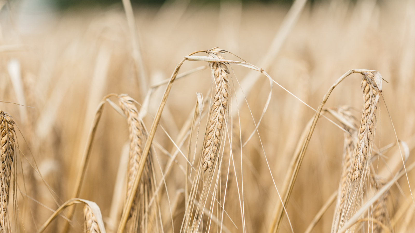 Maine is scaling up its local grain economy - The World from PRX