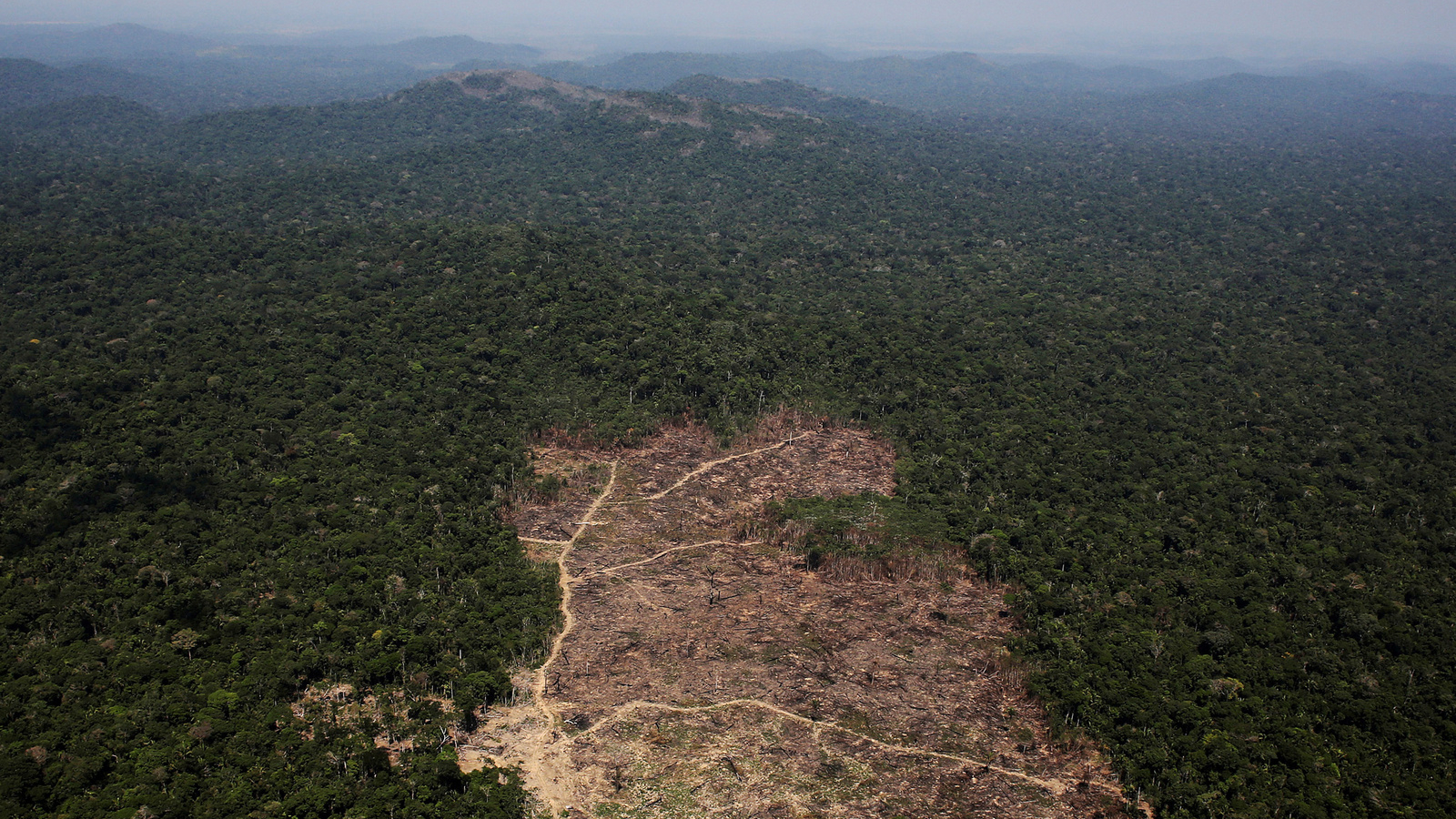Strict Amazon protections made Brazilian farmers more productive, new ...