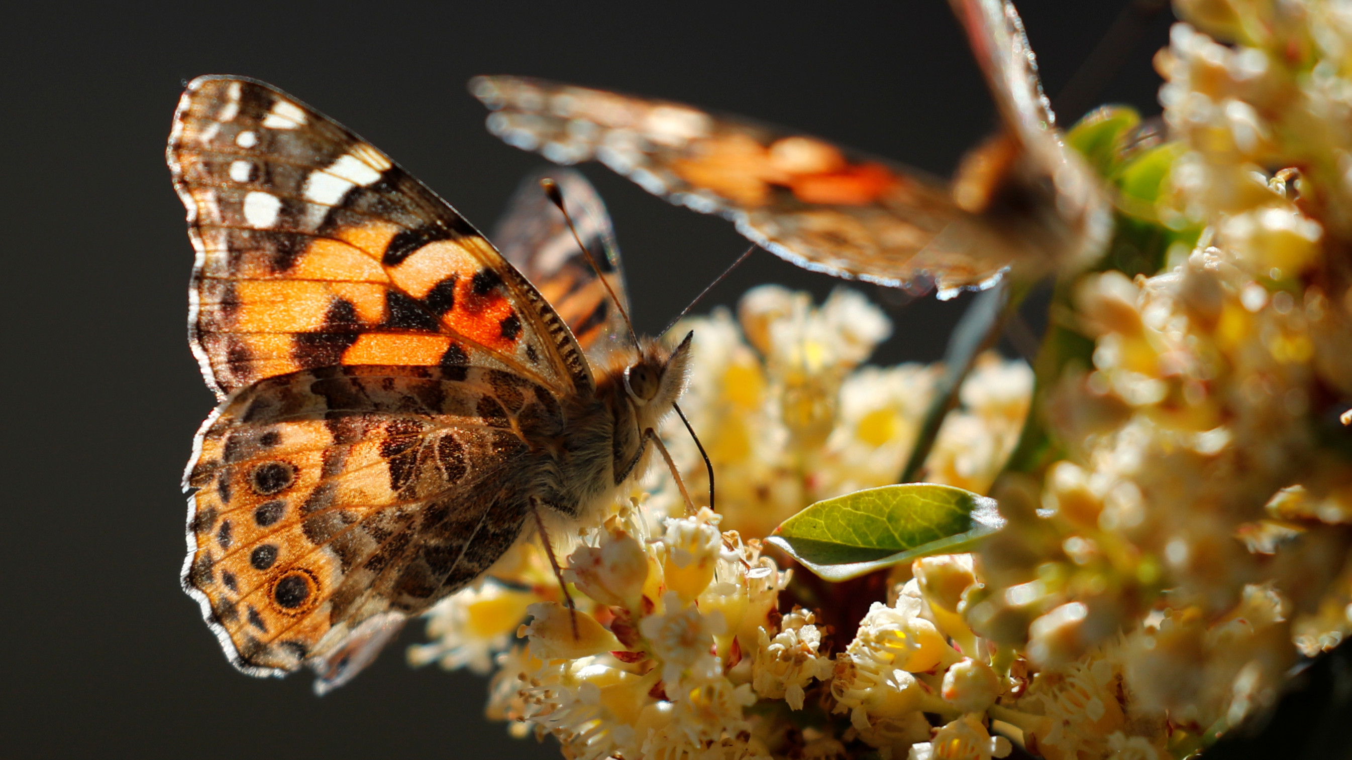 Is an 'insect apocalypse' happening? How would we know? - The World ...