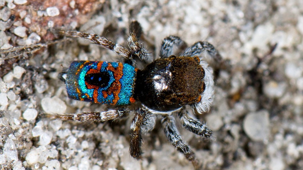 Two arachnid experts share their four favorite spider facts - The World ...