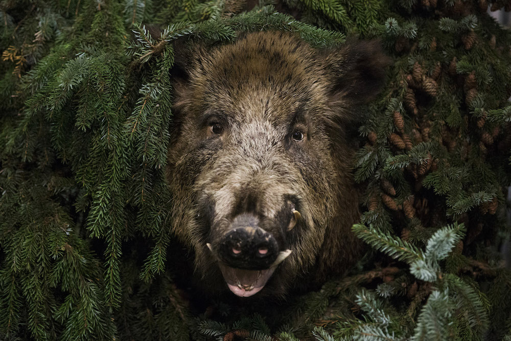 In Berlin, learning to live uneasily with wild boars - The World from PRX