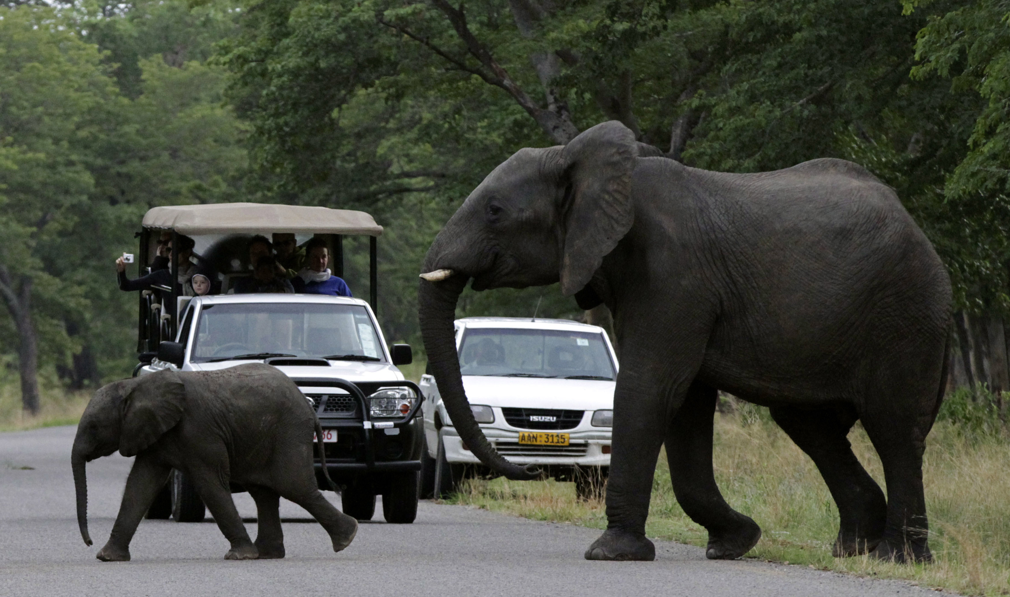 The Trump administration lifts ban on elephant trophies. This film ...