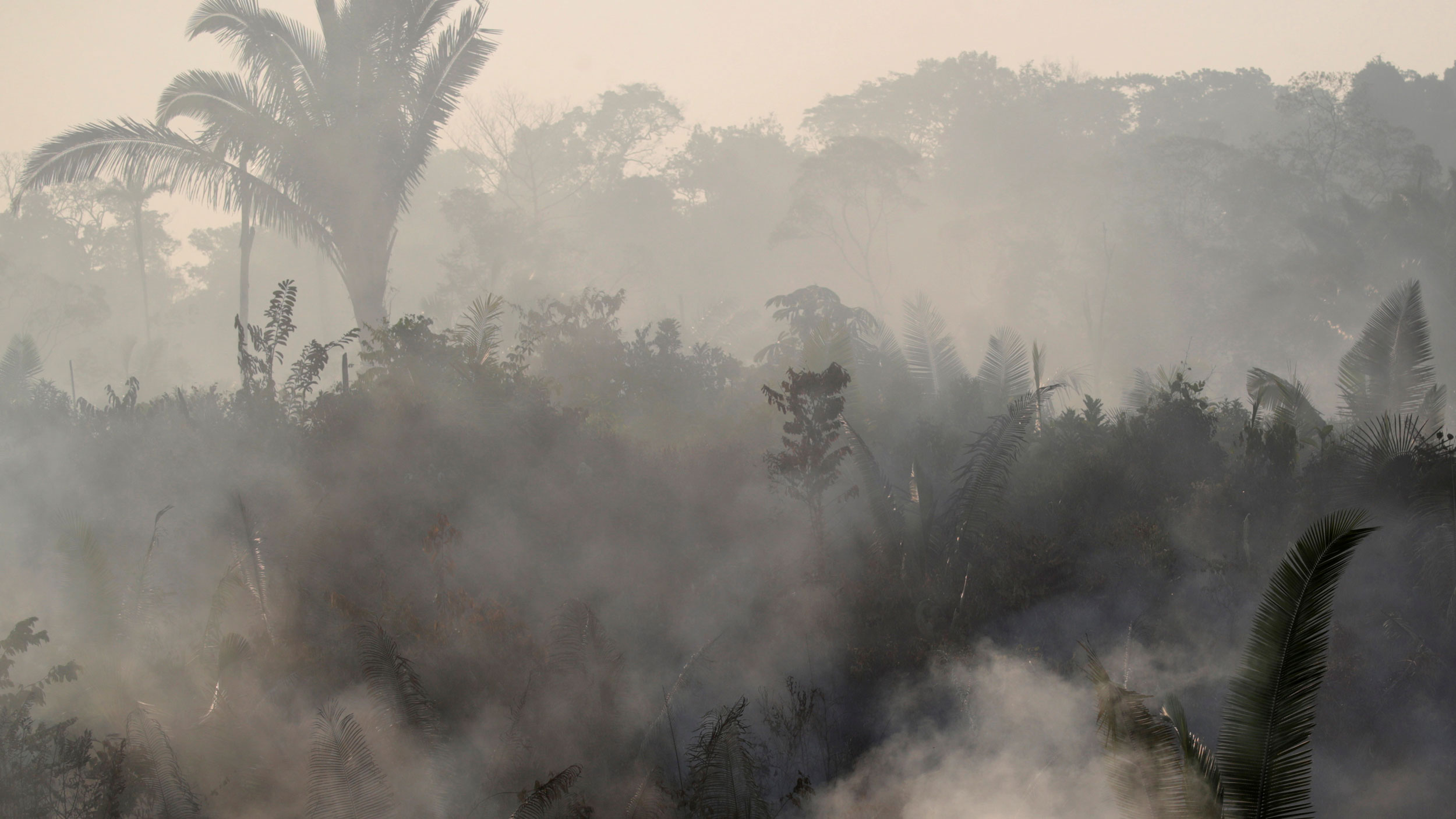 Massive wildfires in the Amazon rainforest - The World from PRX