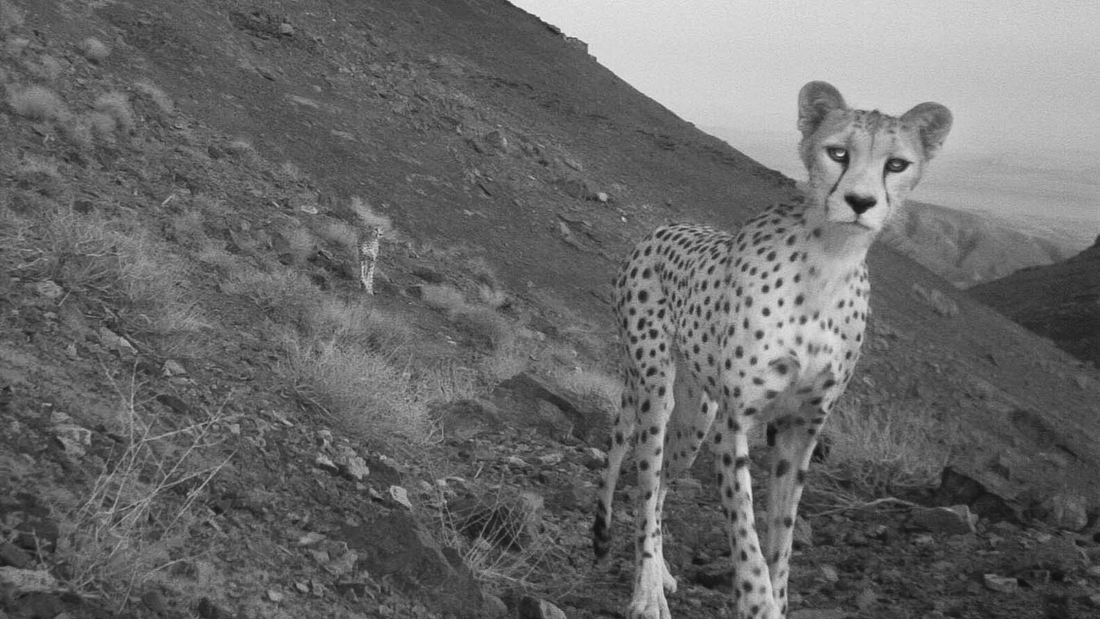 They wanted to save endangered cheetahs in Iran. Their work landed them ...