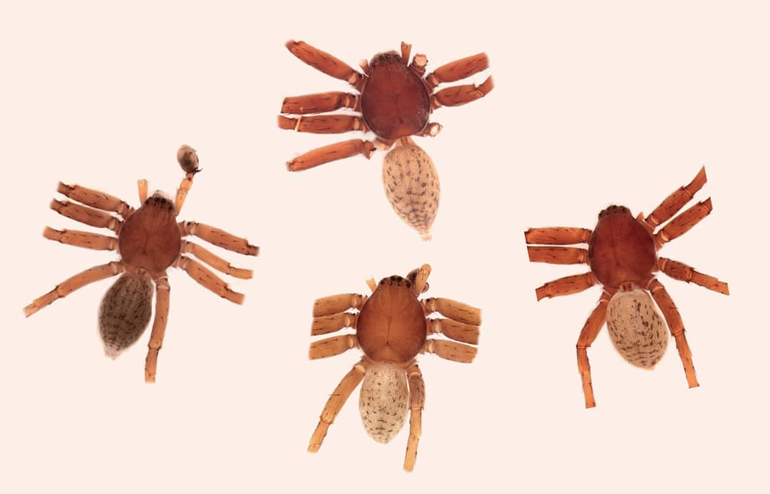 Brazilian biologist discovers 4 new spider species and names them after ...