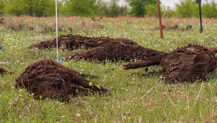 Rotting feral pig carcasses teach scientists what happens when tons of ...