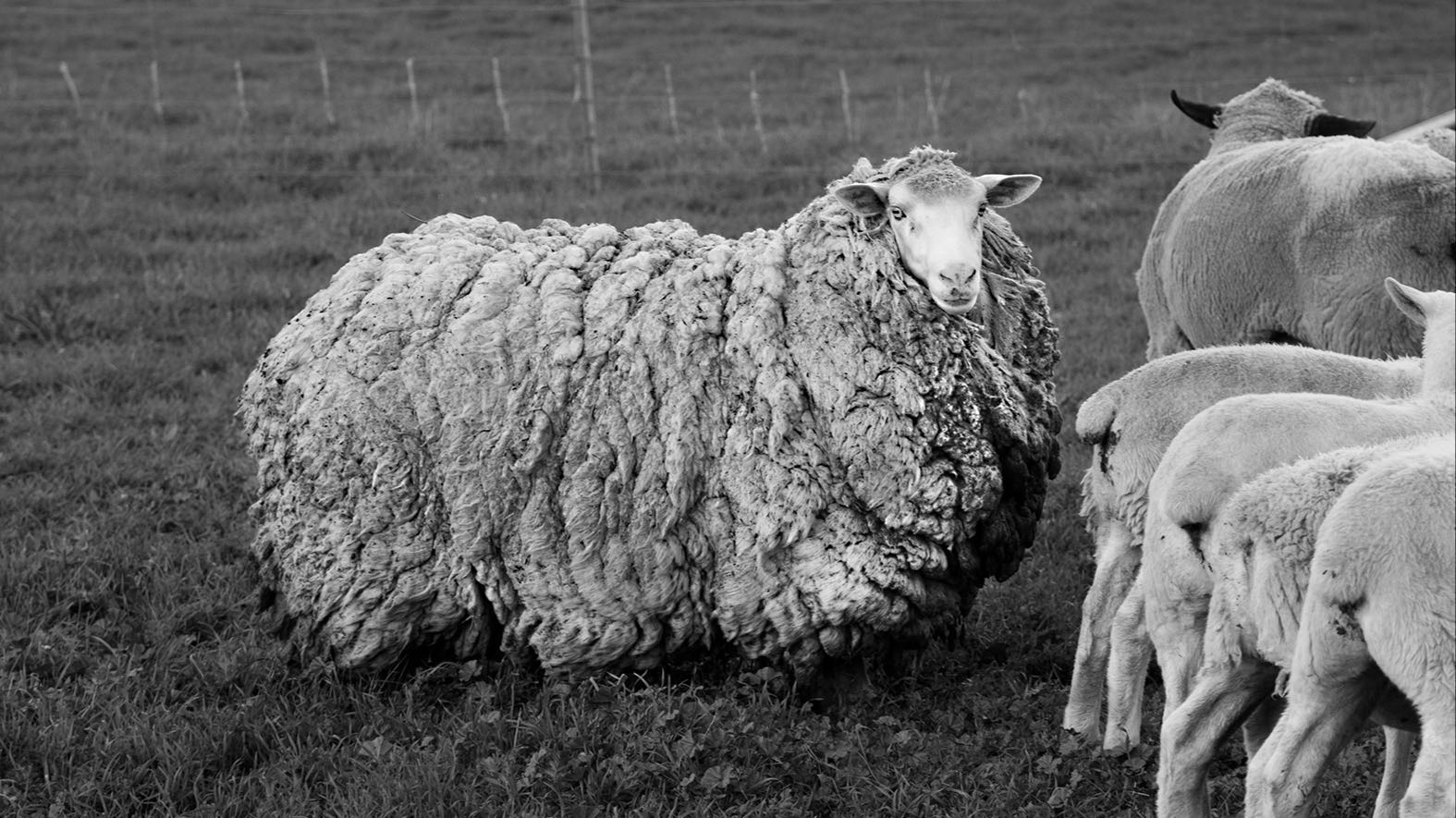 The incredible journey: Prickles the Australian sheep returns home ...